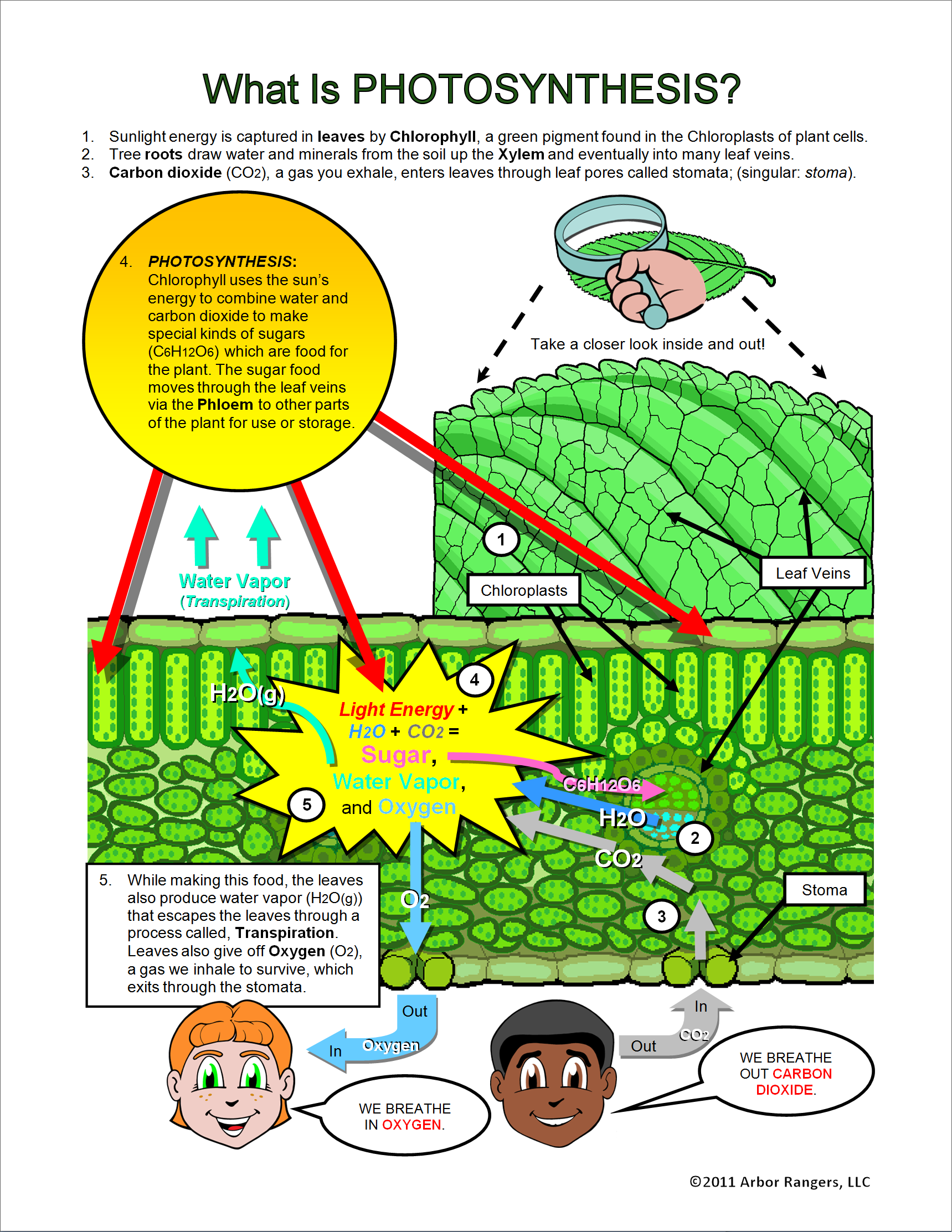 What Is Photosyntheis | Arbor Rangers