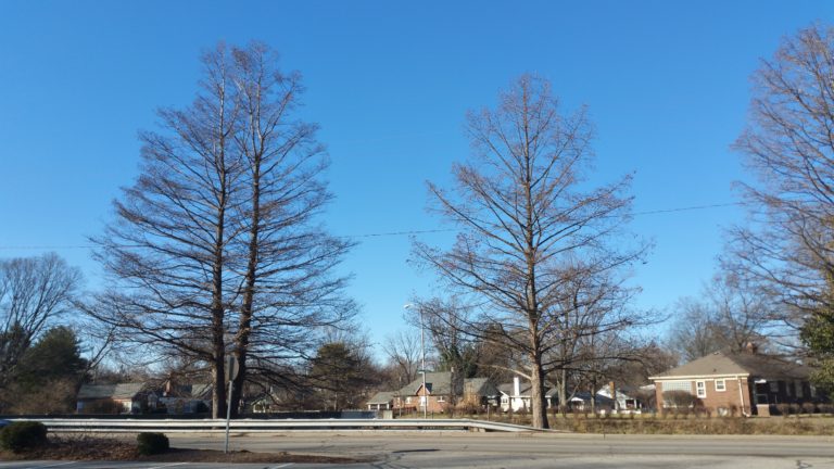 Native Trees of Indiana | Arbor Rangers