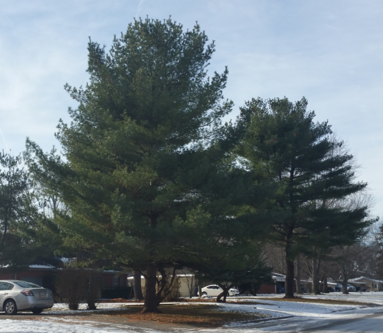 Native Trees of Indiana | Arbor Rangers