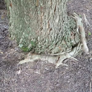 Girdling Roots – The Silent Tree Killer | Arbor Rangers